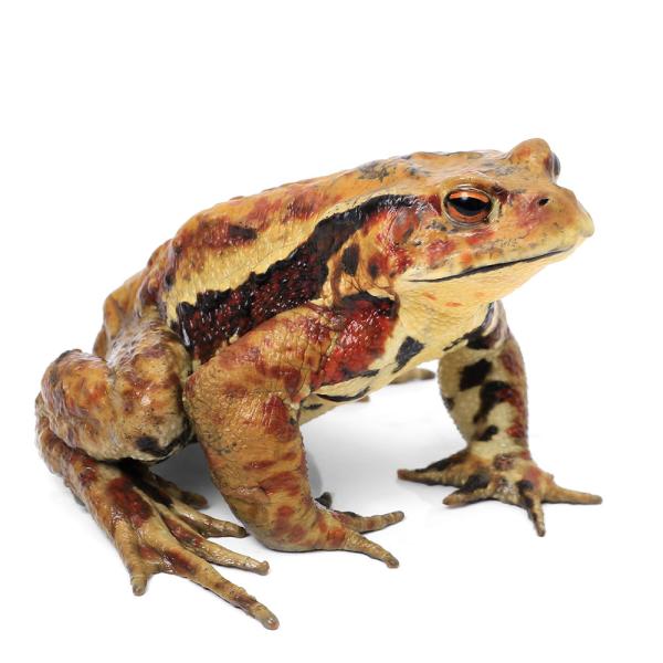 PF_SPQ　カエル　生体　Mycrohilidae　両生　両爬生体　amp_Frog　amp_Land_Frog　terra_seitai　kokuubinn_ng　１匹　アズマヒキガエル　ガマガエル　東ひき蛙　東蟇蛙　東蟾蜍　GI　爬虫...
