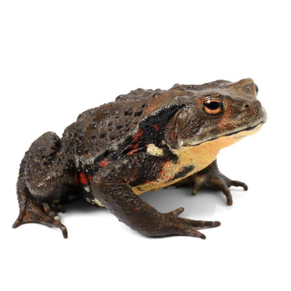 PF_SPQ　カエル　生体　Mycrohilidae　両生　両爬生体　amp_Frog　amp_Land_Frog　terra_seitai　kokuubinn_ng　１匹　アズマヒキガエル　ガマガエル　東ひき蛙　東蟇蛙　東蟾蜍　GI　爬虫...