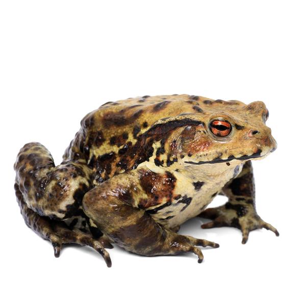 PF_SPQ　カエル　生体　Mycrohilidae　両生　両爬生体　amp_Frog　amp_Land_Frog　terra_seitai　kokuubinn_ng　１匹　アズマヒキガエル　ガマガエル　東ひき蛙　東蟇蛙　東蟾蜍　GI　爬虫...