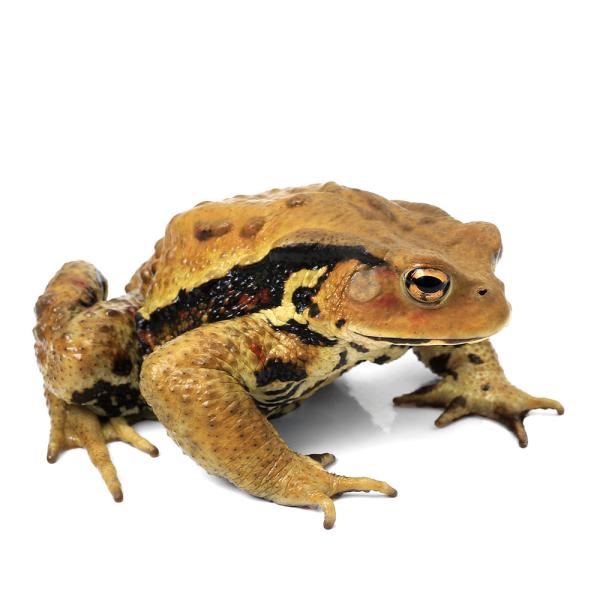 PF_SPQ　カエル　生体　Mycrohilidae　両生　両爬生体　amp_Frog　amp_Land_Frog　terra_seitai　kokuubinn_ng　１匹　アズマヒキガエル　ガマガエル　東ひき蛙　東蟇蛙　東蟾蜍　GI　爬虫...