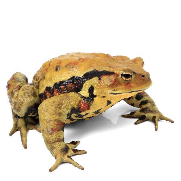 PF_SPQ　カエル　生体　Mycrohilidae　両生　両爬生体　amp_Frog　amp_Land_Frog　terra_seitai　kokuubinn_ng　１匹　アズマヒキガエル　ガマガエル　東ひき蛙　東蟇蛙　東蟾蜍　GI　爬虫...