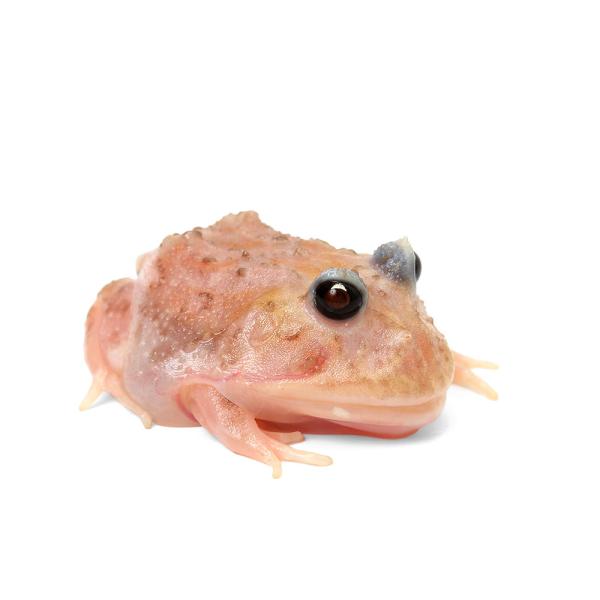 PF_SPQ　カエル　生体　Leptodactylidae　両生　両爬生体　亀・爬虫類　amp_Frog　▼クランウェルツノガエルグリーン　terra_seitai　sdflf77　reptile_databas　amp_Ceratophr...