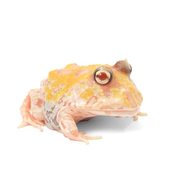 PF_SPQ　カエル　生体　Leptodactylidae　両生　両爬生体　亀・爬虫類　amp_Frog　▼クランウェルツノガエルグリーン　terra_seitai　sdflf77　reptile_databas　amp_Ceratophr...