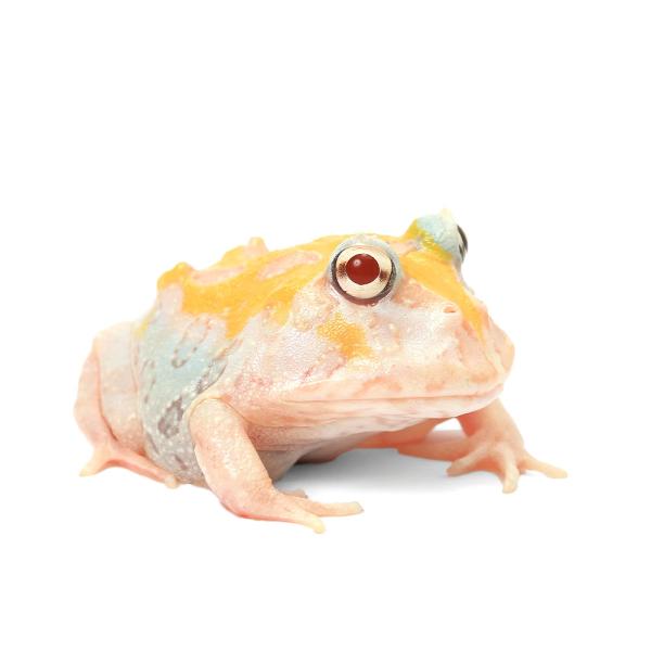 PF_SPQ　カエル　生体　Leptodactylidae　両生　両爬生体　亀・爬虫類　amp_Frog　▼クランウェルツノガエルグリーン　terra_seitai　sdflf77　reptile_databas　amp_Ceratophr...