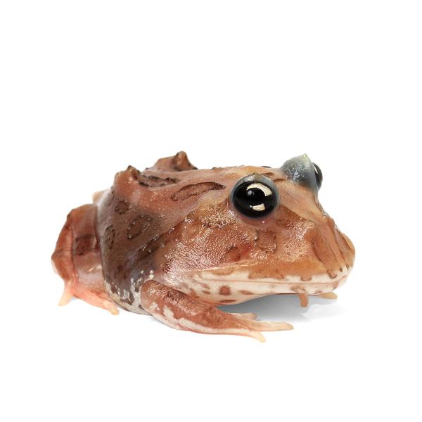 PF_SPQ　カエル　生体　Leptodactylidae　両生　両爬生体　亀・爬虫類　amp_Frog　▼クランウェルツノガエルグリーン　terra_seitai　sdflf77　reptile_databas　amp_Ceratophr...