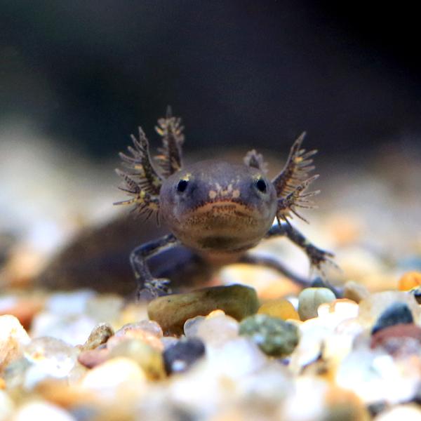 Urodela　熱帯魚・エビ他　ザリガニ・その他生体　両爬生体　amp_Newt　オキナワシリケンイモリ　terra_seitai　kokuubinn_ng　爬虫類　_hachu　reptile_databas　cynops_ensicau...