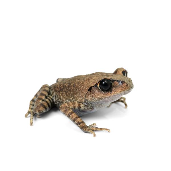 PF_SPQ　カエル　両生　両爬生体　亀・爬虫類　カエル　ウデナガガエル　ミニマチビウデナガガエル　amp_Frog　amp_Land_Frog　terra_seitai　20260423　ｙ26ｍ05　2026zenki　テナセリムウデナ...