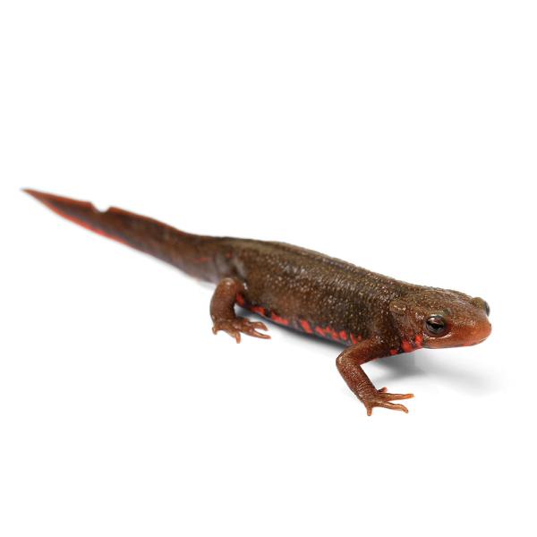 PF_SPQ　Urodela　熱帯魚・エビ他　ザリガニ・その他生体　両爬生体　亀・爬虫類イモリ　アカハライモリ　terra_seitai　kokuubinn_ng　reptile_databas　Ｃｙｎｏｐｓ　ｐｙｒｒｈｏｇａｓｔｅｒ　　赤...