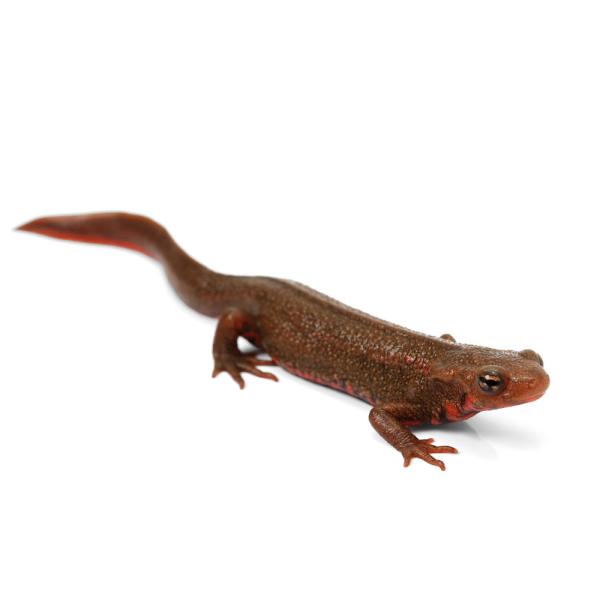 PF_SPQ　Urodela　熱帯魚・エビ他　ザリガニ・その他生体　両爬生体　亀・爬虫類イモリ　アカハライモリ　terra_seitai　kokuubinn_ng　reptile_databas　Ｃｙｎｏｐｓ　ｐｙｒｒｈｏｇａｓｔｅｒ　　赤...