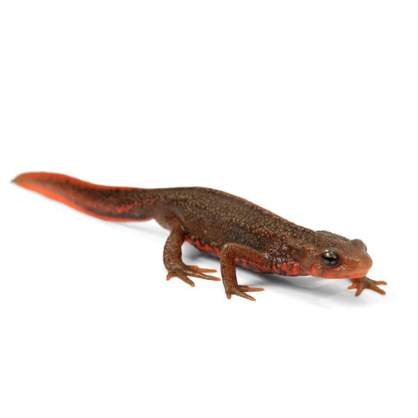 PF_SPQ　Urodela　熱帯魚・エビ他　ザリガニ・その他生体　両爬生体　亀・爬虫類イモリ　アカハライモリ　terra_seitai　kokuubinn_ng　reptile_databas　Ｃｙｎｏｐｓ　ｐｙｒｒｈｏｇａｓｔｅｒ　　赤...