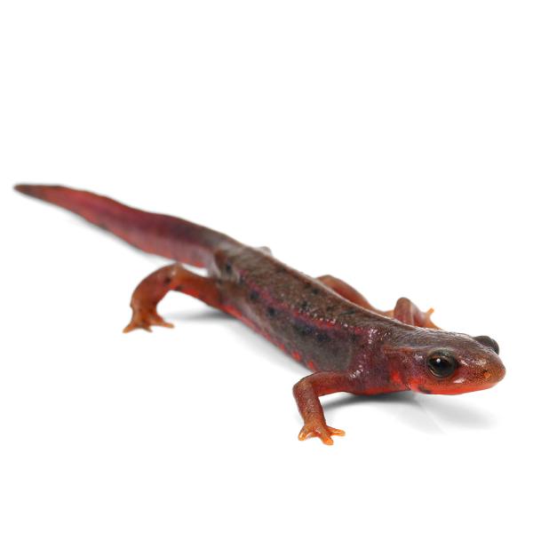 PF_SPQ　Urodela　熱帯魚・エビ他　ザリガニ・その他生体　両爬生体　亀・爬虫類イモリ　アカハライモリ　terra_seitai　kokuubinn_ng　reptile_databas　Ｃｙｎｏｐｓ　ｐｙｒｒｈｏｇａｓｔｅｒ　　赤...
