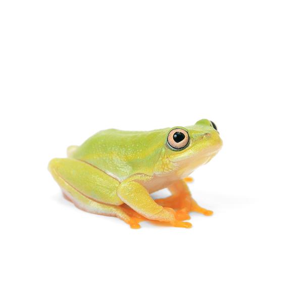PF_SPQ　カエル　生体　両生　両爬生体　亀・爬虫類　amp_Frog　terra_seitai　kokuubinn_ng　reptile_databas　amp_Tree_Frog　　クサガエル　Ａｆｒｉｘａｌｕｓ　ｄｏｒｓａｌｉｓ　　...