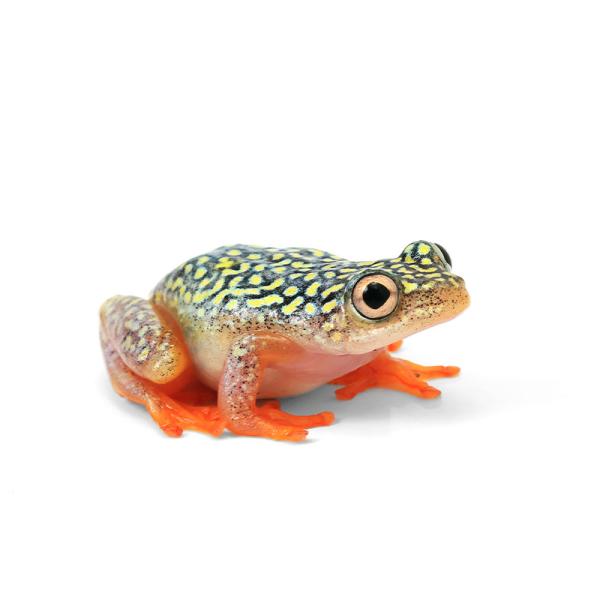 PF_SPQ　カエル　生体　両生　両爬生体　亀・爬虫類　amp_Frog　terra_seitai　kokuubinn_ng　reptile_databas　amp_Tree_Frog　　クサガエル　Ａｆｒｉｘａｌｕｓ　ｄｏｒｓａｌｉｓ　　...