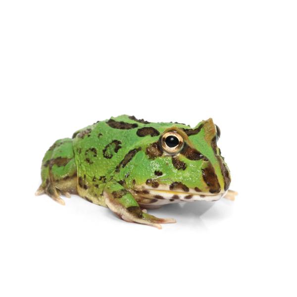 PF_SPQ　Leptodactylidae　カエル　オタマ　両生　両爬生体　亀・爬虫類カエル　smp_Frog　smp_Ceratophry　smp_Land_Frog　terra_seitai　爬虫類　20260601　ｙ26ｍ06　2...
