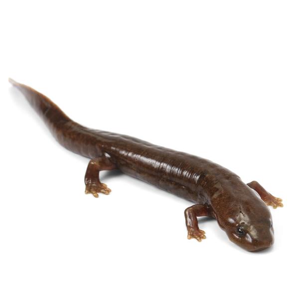 PF_SPQ　_kame　Urodela　熱帯魚・エビ他　ザリガニ・その他生体　両爬生体　amp_Newt　terra_seitai　kokuubinn_ng　爬虫類　水棲　_hachu　reptile_databas　20260616　ｙ...