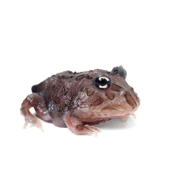 PF_SPQ　カエル　生体　Leptodactylidae　両生　両爬生体　亀・爬虫類　amp_Frog　▼クランウェルツノガエルグリーン　terra_seitai　sdflf77　reptile_databas　amp_Ceratophr...