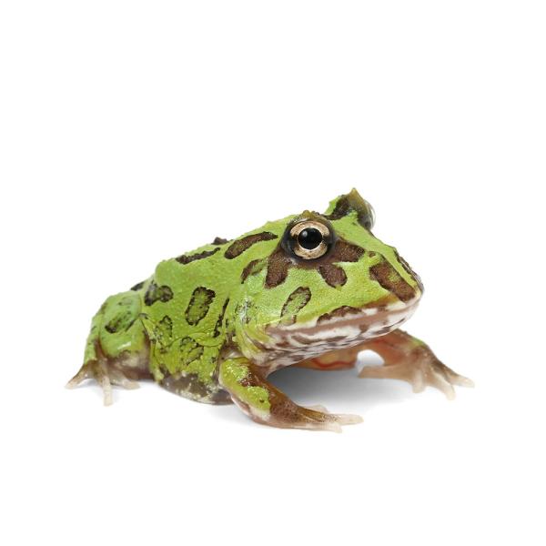 PF_SPQ　カエル　生体　Leptodactylidae　両生　両爬生体　亀・爬虫類　amp_Frog　▼クランウェルツノガエルグリーン　terra_seitai　sdflf77　reptile_databas　amp_Ceratophr...