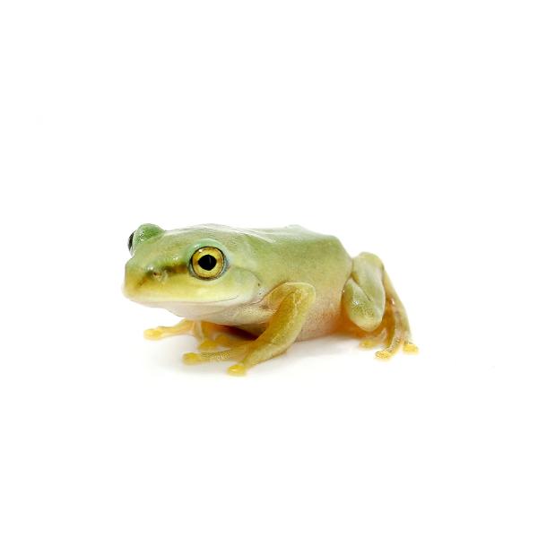 PF_SPQ　Hylidae　カエル　オタマ　両生　両爬生体　amp_Frog　terra_seitai　kokuubinn_ng　R_arboreus　hachu　reptile_databas　amp_Land_Frog　モリアオガエル...