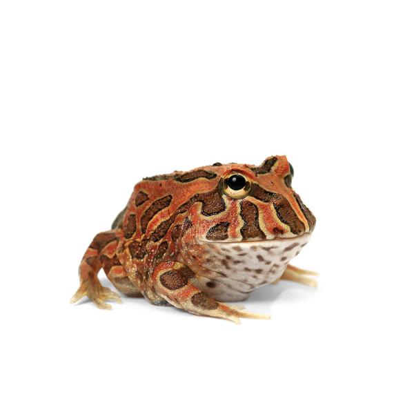 PF_SPQ　カエル　生体　Leptodactylidae　オタマ　両生　両爬生体　亀・爬虫類カエル　amp_Frog　amp_Ceratophrys　amp_Land_Frog　terra_seitai　kokuubinn_ng　rept...