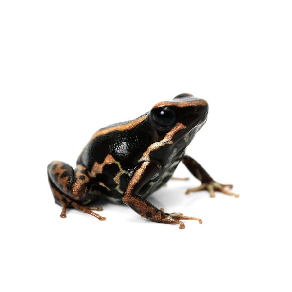 PF_SPQ　カエル　生体　sfset　_hachu　Dendrobatidae　ヤドクガエル　オタマ　両生　両爬生体　亀・爬虫類カエル　amp_Frog　amp_Land_Frog　terra_seitai　kokuubinn_ng　re...