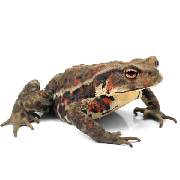 PF_SPQ　カエル　生体　Mycrohilidae　両生　両爬生体　amp_Frog　amp_Land_Frog　terra_seitai　kokuubinn_ng　１匹　アズマヒキガエル　ガマガエル　東ひき蛙　東蟇蛙　東蟾蜍　爬虫類　r...