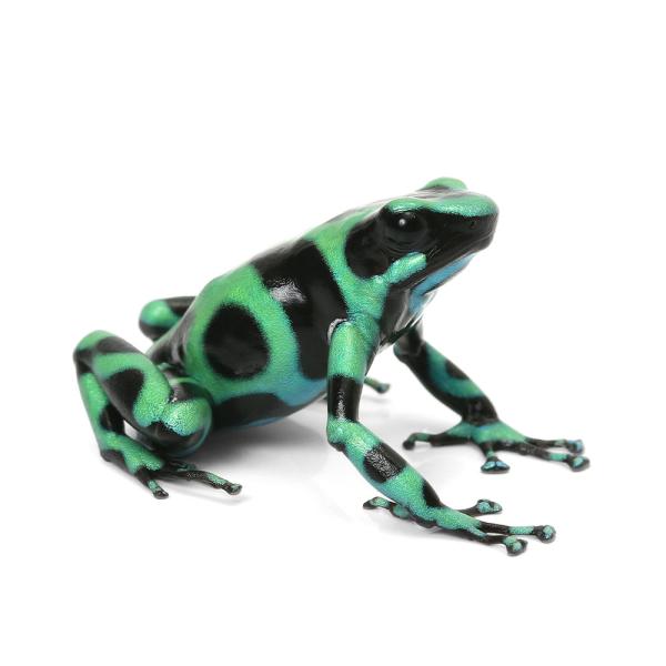 PF_SPQ　sfset　_hachu　Dendrobatidae　カエル　オタマ　両生　両爬生体　亀・爬虫類カエル　amp_Frog　amp_Land_Frog　terra_seitai　kokuubinn_ng　reptile_data...