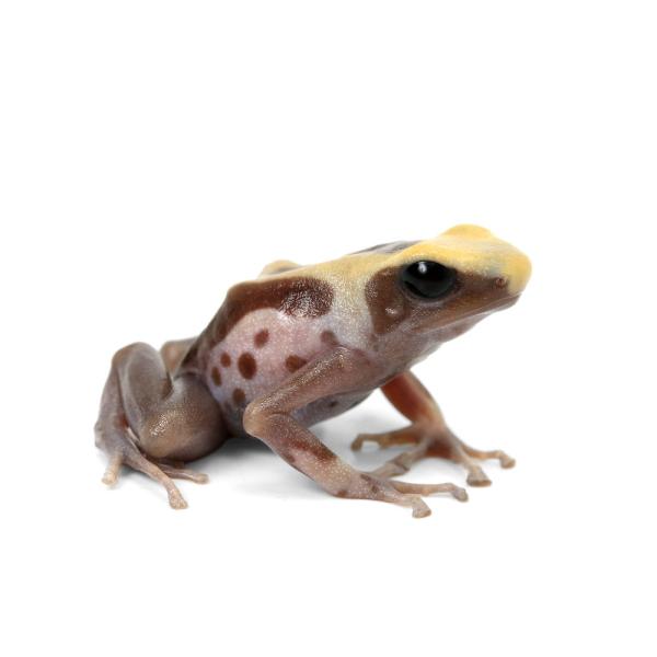 PF_SPQ　_hachu　sfset　Dendrobatidae　カエル　オタマ　両生　両爬生体　亀・爬虫類カエル　amp_Frog　amp_Land_Frog　terra_seitai　kokuubinn_ng　reptile_data...