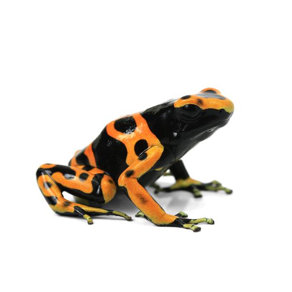 PF_SPQ　カエル　生体　_hachu　sfset　Dendrobatidae　オタマ　両生　両爬生体　亀・爬虫類カエル　amp_Frog　amp_Land_Frog　terra_seitai　kokuubinn_ng　reptile_d...