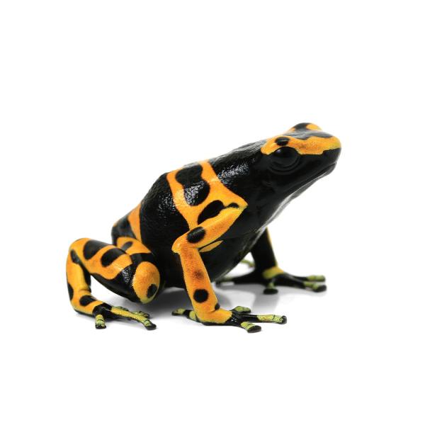 PF_SPQ　カエル　生体　_hachu　sfset　Dendrobatidae　オタマ　両生　両爬生体　亀・爬虫類カエル　amp_Frog　amp_Land_Frog　terra_seitai　kokuubinn_ng　reptile_d...