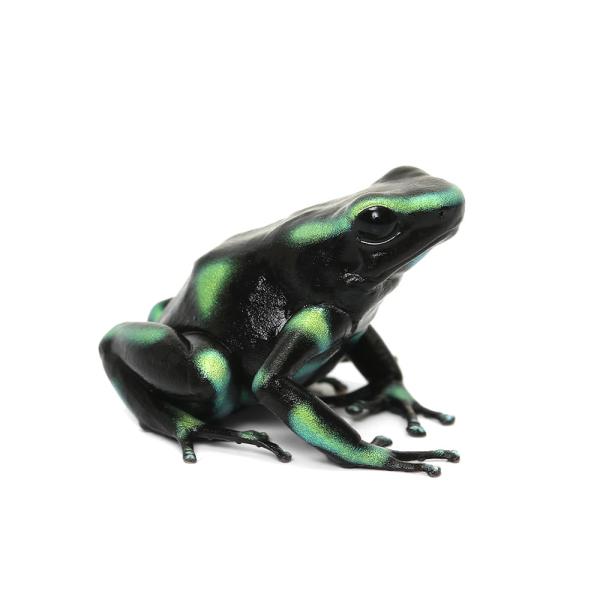 PF_SPQ　Dendrobatidae　カエル　オタマ　両生　両爬生体　亀・爬虫類カエル　amp_Frog　amp_Land_Frog　terra_seitai　kokuubinn_ng　reptile_databas　Panama_de...