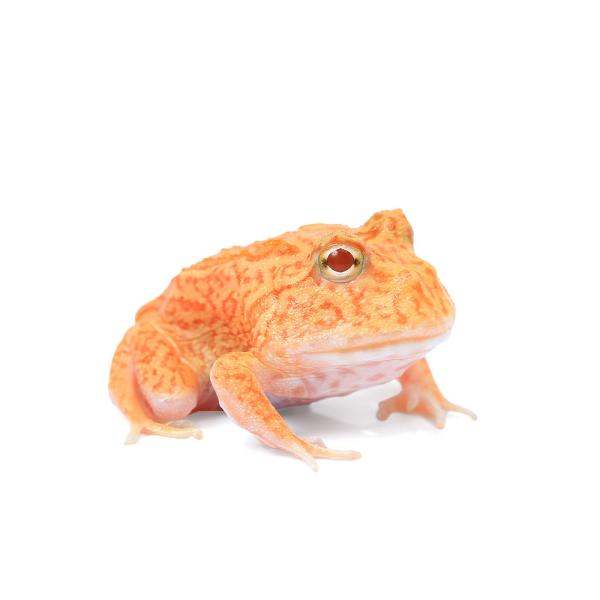 PF_SPQ　Leptodactylidae　カエル　オタマ　両生　両爬生体　amp_Frog　amp_Ceratophrys　amp_Land_Frog　terra_seitai　20260814　2026koki　ｙ26ｍ08　SFuk...