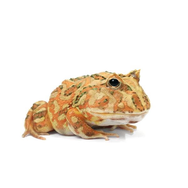 PF_SPQ　カエル　生体　Leptodactylidae　オタマ　両生　両爬生体　亀・爬虫類カエル　amp_Frog　amp_Ceratophrys　amp_Land_Frog　reptile_databas　ツノガエル　20260818...
