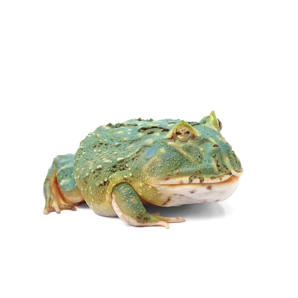 PF_SPQ　カエル　オタマ　両生　両爬生体　亀・爬虫類カエル　smp_Frog　smp_Ceratophry　smp_Land_Frog　terra_seitai　爬虫類　20260818　2026koki　ｙ26ｍ08　SFuka　大き...
