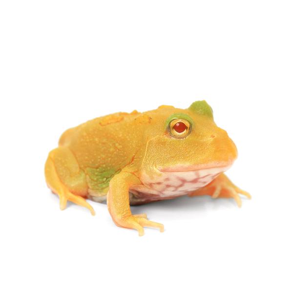 reveiwcoupon2604rk　PF_SPQ　カエル　生体　Leptodactylidae　オタマ　両生　両爬生体　亀・爬虫類カエル　amp_Frog　amp_Ceratophrys　amp_Land_Frog　terra_seita...