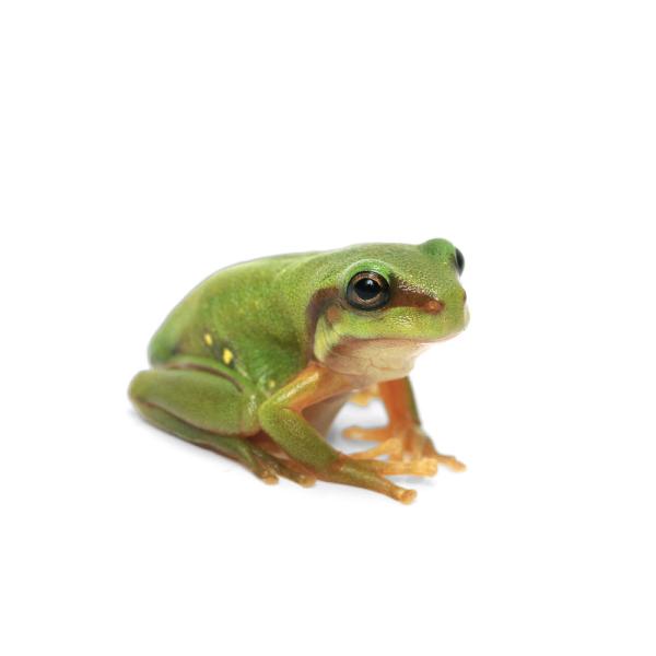 PF_SPQ　Hylidae　カエル　両生　両爬生体　亀・爬虫類カエルmp_Frog　両生類生体　ズキンアマガエル　ズキンガエル　頭巾アメガエル　頭巾　マグニフィセント　マグニフィセントツリーフロッグ　マグニフィセントアメガエル　イエアメガ...