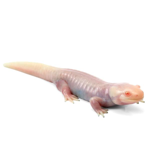 PF_SPQ　_hachu　Urodela　Ambystomatidae　両爬生体　亀・爬虫類サラマンダー　amp_Salamander　tiger　tiger両生類　有尾類　サンショウウオ　イモリ　いもり　タイガー　タイガーサラマンダー　...