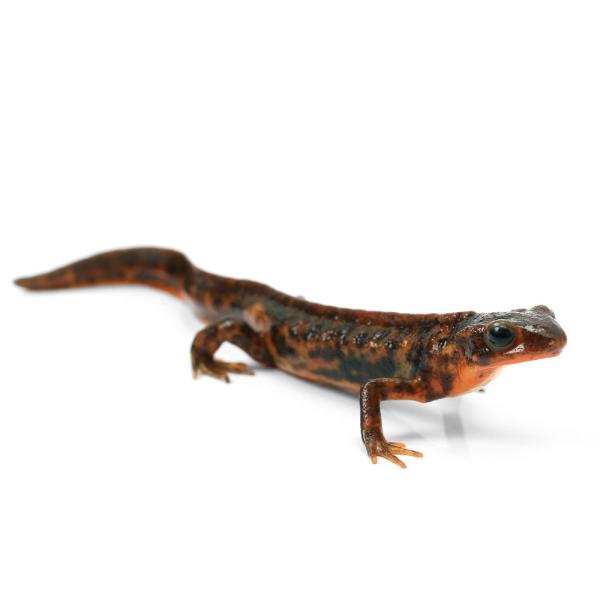メーカー：?■10〜25 PF_SPQ　熱帯魚・エビ他　ザリガニ・その他生体　両爬生体　亀・爬虫類イモリ　アマミ　奄美　奄美シリケン　奄美シリケンイモリ　綺麗　キレイ　一点物イモリ　有尾類　色彩変異　▼アマミシリケンイモリ　両生類生体　20...