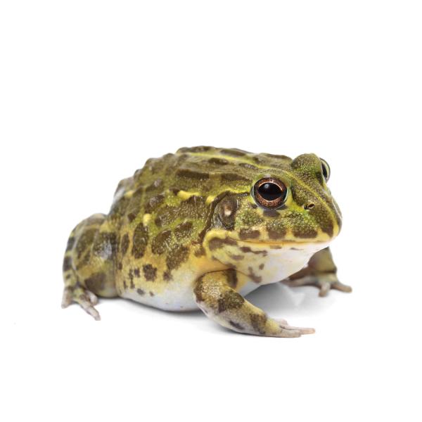 PF_SPQ　カエル　生体　sfset　_hachu　Ranidae　オタマ　両生　両爬生体　amp_Frog　amp_Land_Frog　アフリカウシガエル　ウシガエル　アフリカ　20260905　ｙ26ｍ09　2026koki　SFuka