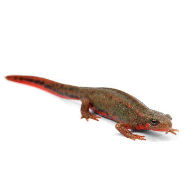 PF_SPQ　Urodela　熱帯魚・エビ他　ザリガニ・その他生体　両爬生体　亀・爬虫類イモリ　アカハライモリ　terra_seitai　kokuubinn_ng　reptile_databas　Ｃｙｎｏｐｓ　ｐｙｒｒｈｏｇａｓｔｅｒ　レア...