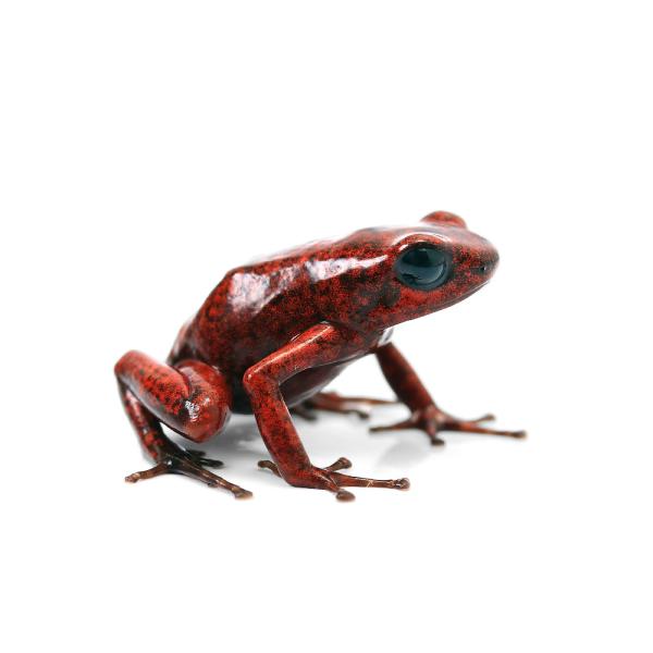 PF_SPQ　カエル　生体　sfset　_hachu　Dendrobatidae　オタマ　両生　両爬生体　亀・爬虫類カエル　amp_Frog　amp_Land_Frog　terra_seitai　obgra89　njnae89　nos_hs...