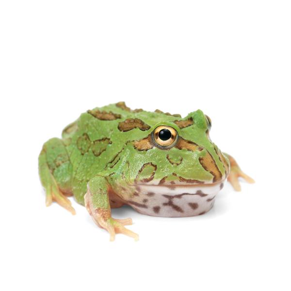 Leptodactylidae　カエル　オタマ　両生　両爬生体　亀・爬虫類　ベルツノオタマ　amp_Frog　terra_seitai　wruih89　reptile_databas　amp_Ceratophrys　ツノガエル　frog_t...