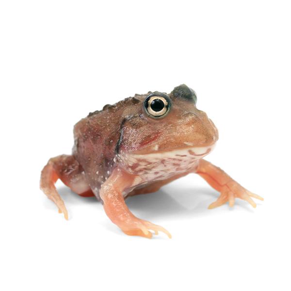 Leptodactylidae　カエル　オタマ　両生　両爬生体　亀・爬虫類　ベルツノオタマ　amp_Frog　terra_seitai　wruih89　reptile_databas　amp_Ceratophrys　ツノガエル　frog_t...
