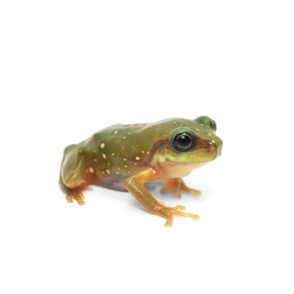 PF_SPQ　Hylidae　カエル　　カエル個体　両生類　両生　両爬生体　亀・爬虫類カエルmp_Frog　両生類生体　ズキンアマガエル　ズキンガエル　頭巾アメガエル　頭巾　マグニフィセント　マグニフィセントツリーフロッグ　マグニフィセント...