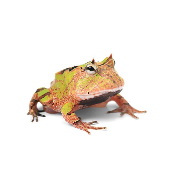 PF_SPQ　sfset　_hachu　Leptocactylidae　カエル　両生　両爬生体　亀・爬虫類　amp_Frog　reptile_databas　amp_Ceratophrys　ツノガエル　20261001　ｙ26ｍ10　SFu...