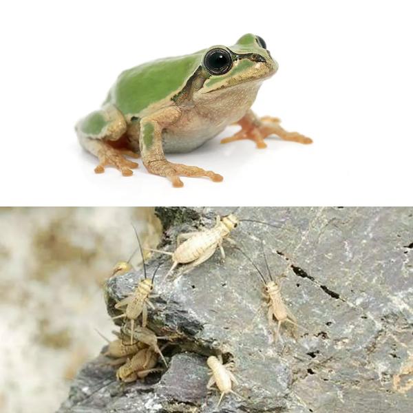 Hylidae　カエル　両生　両爬生体　亀・爬虫類カエルmp_Frog　terra_seitaimp_Tree_Frogokuubinn_ng　reptile_databas　amp_Tree_Frog　vndawas　4hsoas1　ka...