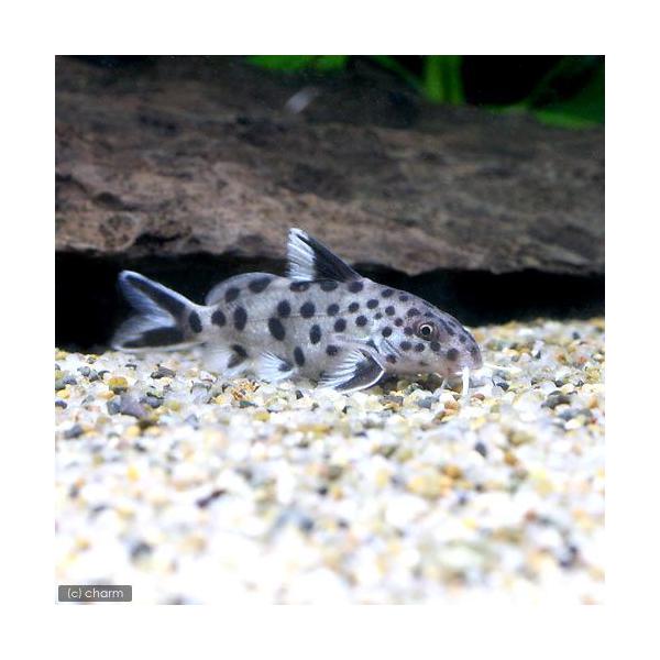 PF_SPQ　sfset　_aqua　熱帯魚・エビ他　ナマズの仲間　シノドンティス・マルチプンクタータス　１匹　fish_database　Ｓｙｎｏｄｏｎｔｉｓ　ｍｕｌｔｉｐｕｎｃｔａｔｕｓ　シノドンティスムルティプンクタータス　シノドンテ...