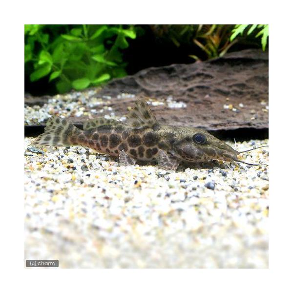 PF_SPQ　熱帯魚・エビ他　ナマズの仲間　オーネイト・キャット　１匹　アフリカ　fish_database　Ａｕｃｈｅｎｏｇｌａｎｉｓ　ｏｃｃｉｄｅｎｔａｌｉｓ　20110409　MS　kaijyo　MS0106　fishtop2_160...