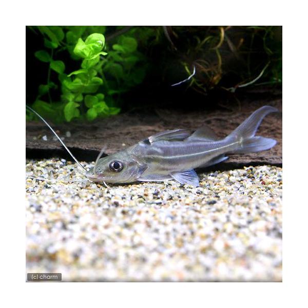 PF_SPQ　熱帯魚・エビ他　ナマズの仲間　フォーライン・ピメロディア　１匹　fish_database　Ｐｉｍｅｌｏｄｕｓ　ａｌｂｏｆａｓｃｉａｔｕｓ　20110409　MS　nos_hsi0414　fishtop11_151007　to...