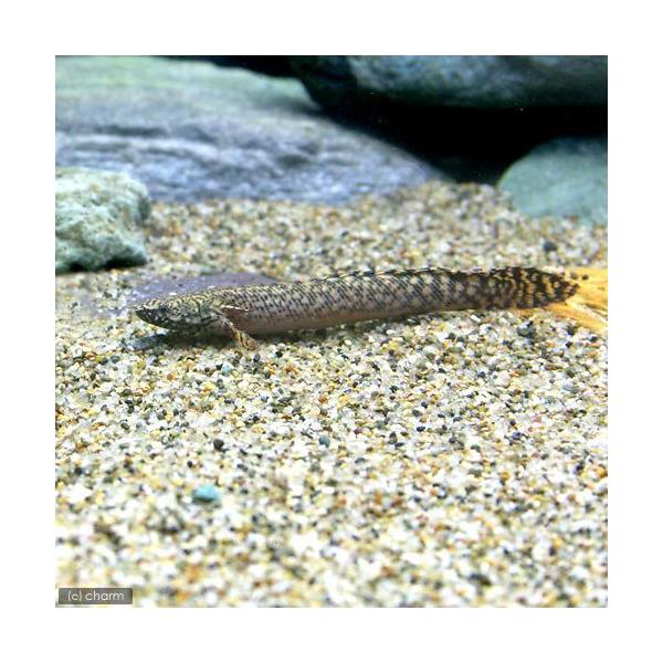 PF_SPQ　熱帯魚・エビ他　古代・大型魚　ポリプテルス・オルナティピンニス　ＭＳサイズ　ワイルド　１匹　fish_database　Ｐｏｌｙｐｔｅｒｕｓ　ｏｒｎａｔｉｐｉｎｎｉｓ　ＷＰ　ファンシーポリプ　20110419　MS　ポリプテル...