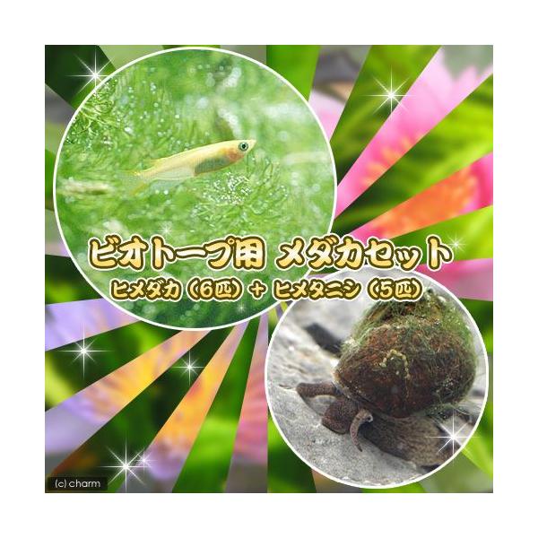 _aqua　Oryzias　latipes　var.　ビオトープにおすすめの生体　biotope　熱帯魚　エビ他　日本産メダカ　Sinotaia　Bellamya　quadrata　histrica　20110404　nittan_meda...